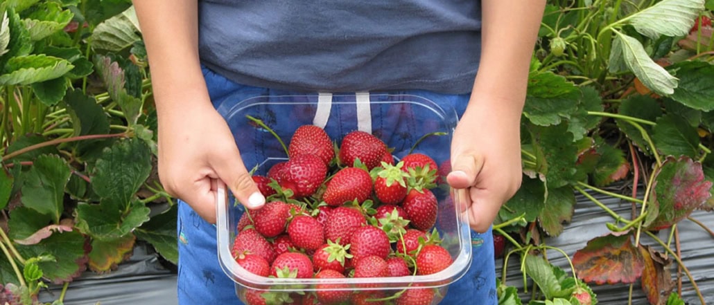 From SOU’s HON 319: The Reality of Strawberries from Mexico